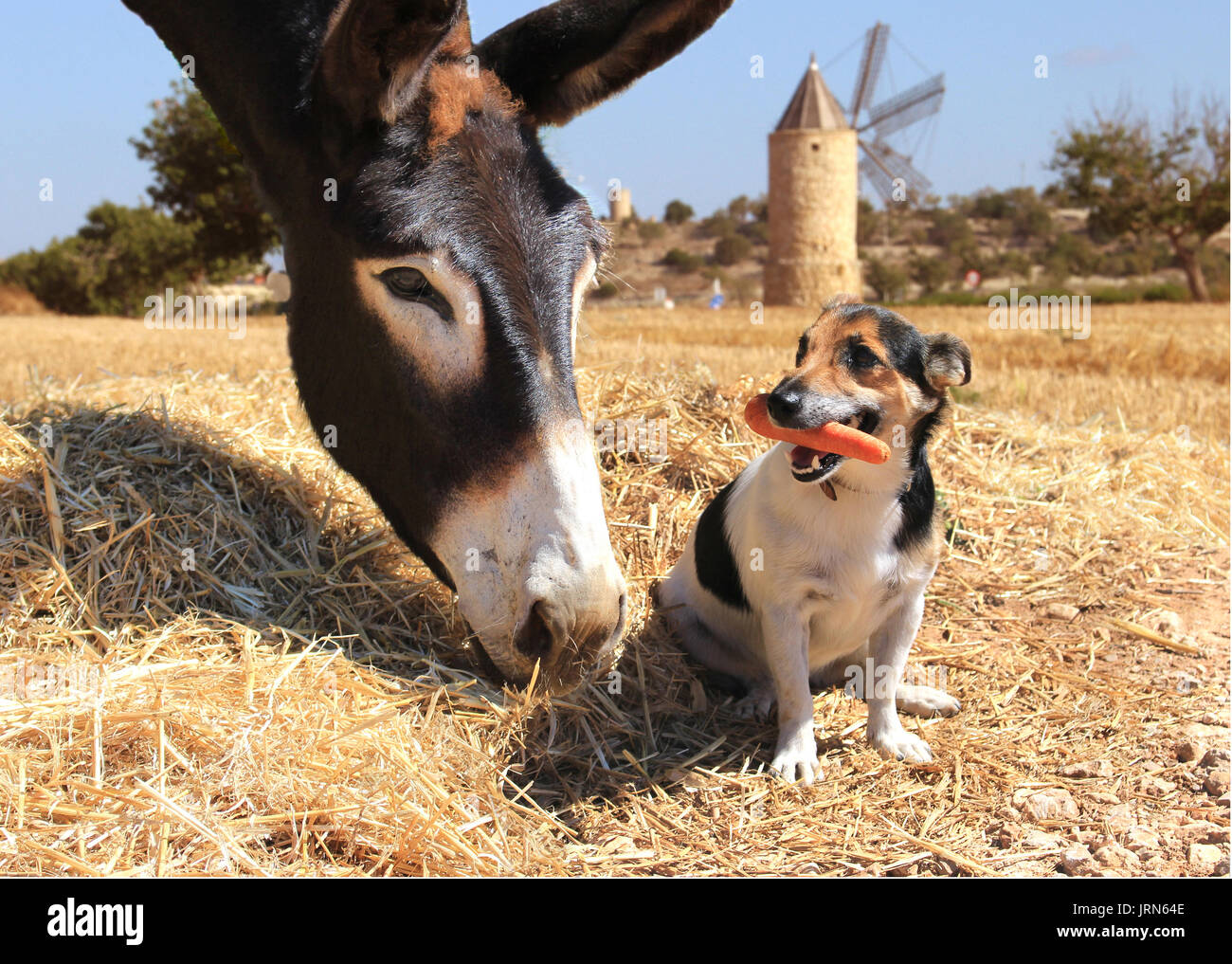 donkey and jack russell, dog holding a carrot close to a donkey head ...