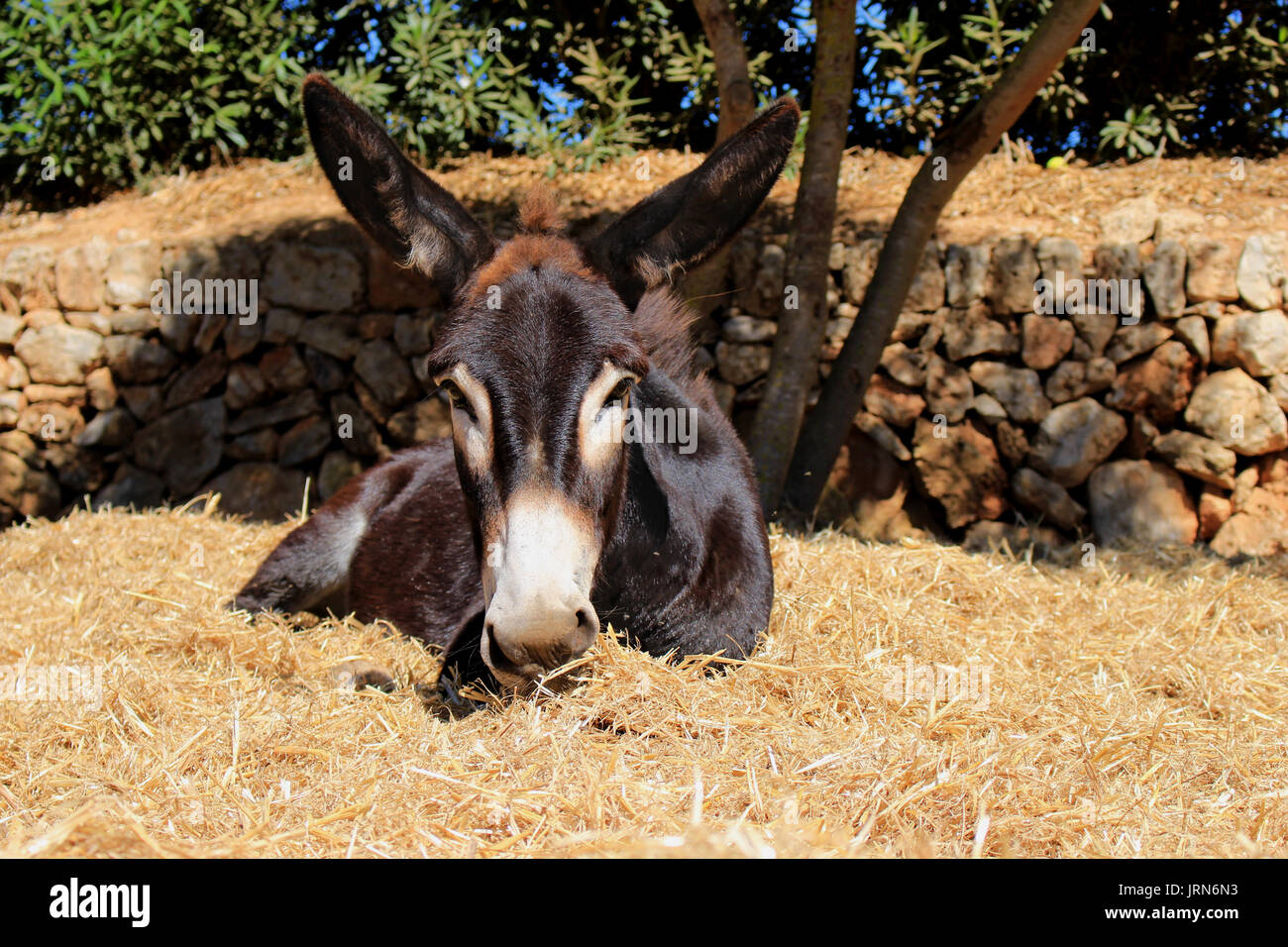 Straw donkey hi-res stock photography and images - Alamy