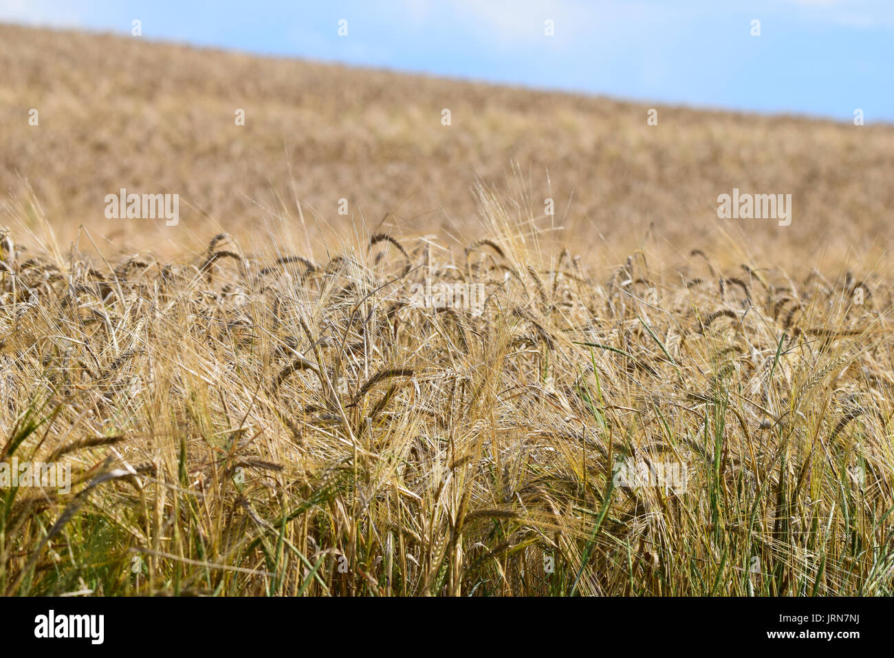 Agriculture landscape of wheat grain cereal in field ready for harvest ...