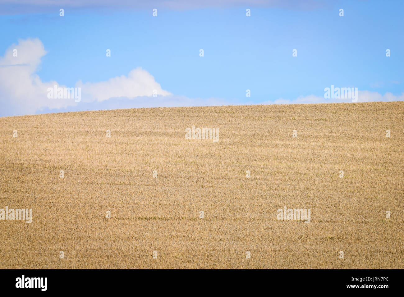 Agriculture landscape of wheat grain cereal in field ready for harvest ...