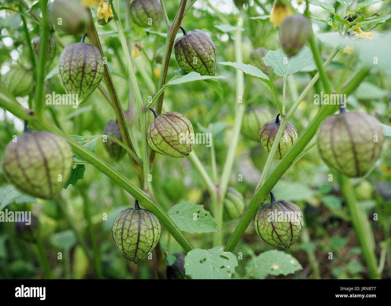 fresh produce grows on the canals and farms in southern Mexico City ...