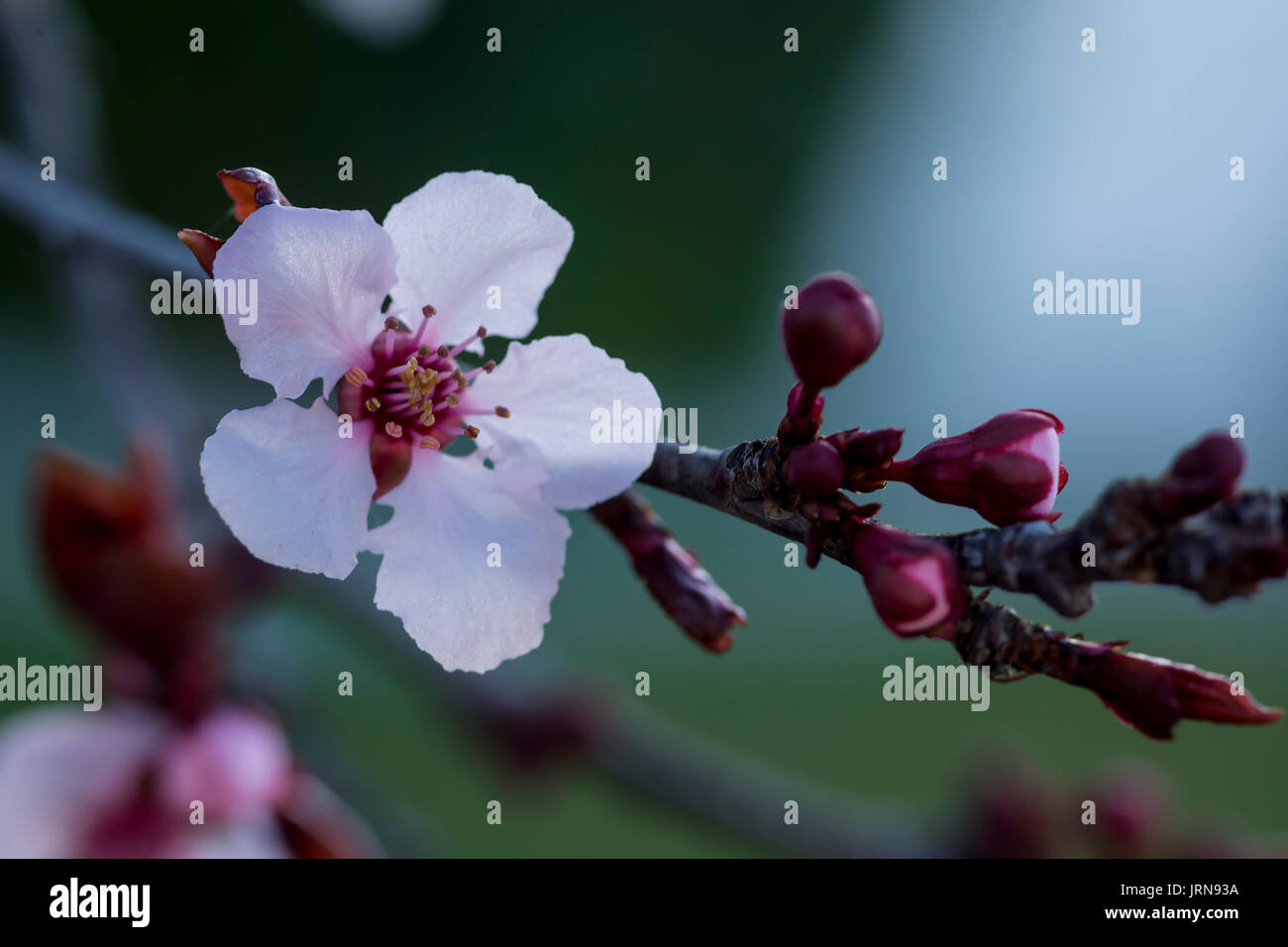 Cherry blossom bud hi-res stock photography and images - Alamy
