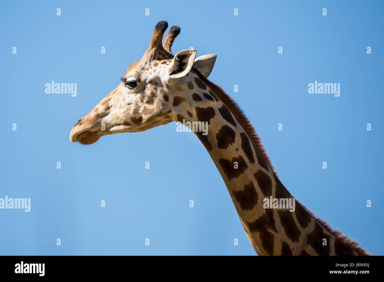 Baby giraffe head hi-res stock photography and images - Alamy