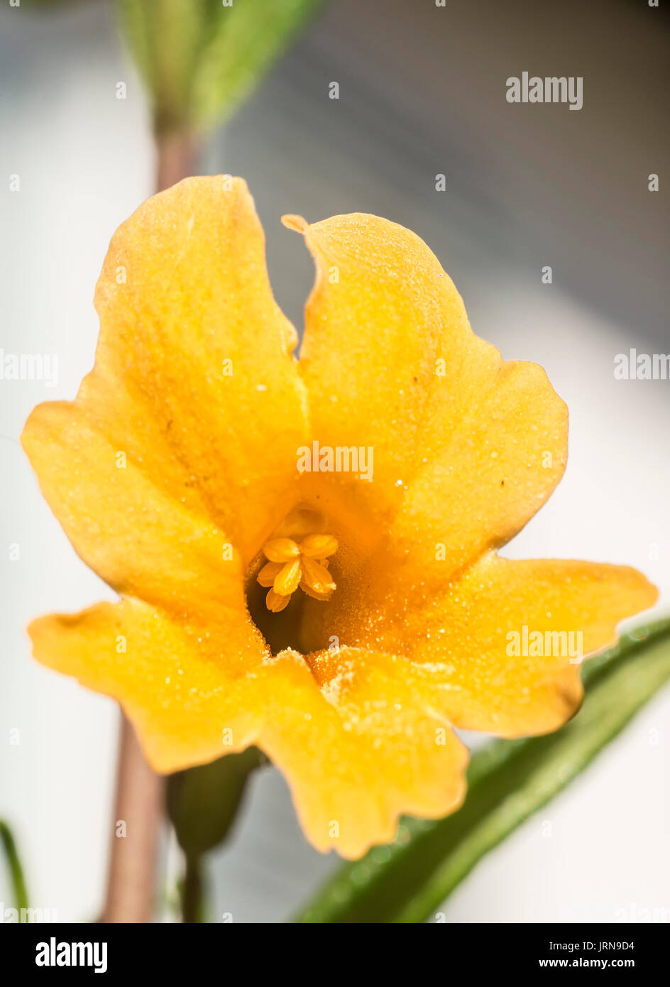 Yellow Monkeyflower (mimulus Stock Photo - Alamy