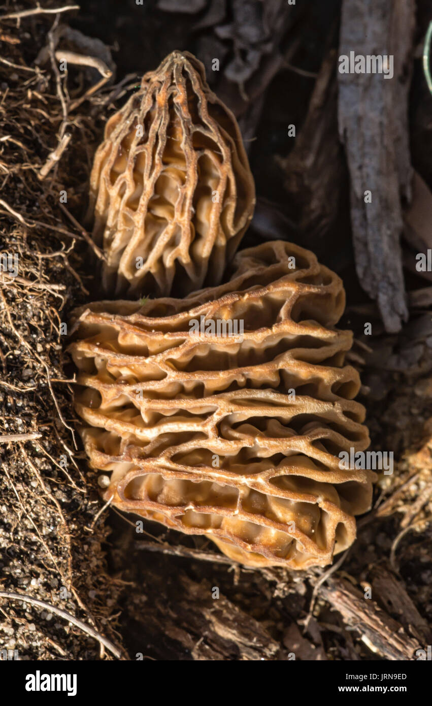 Morel Mushrooms Growing in the Wild Stock Photo - Alamy