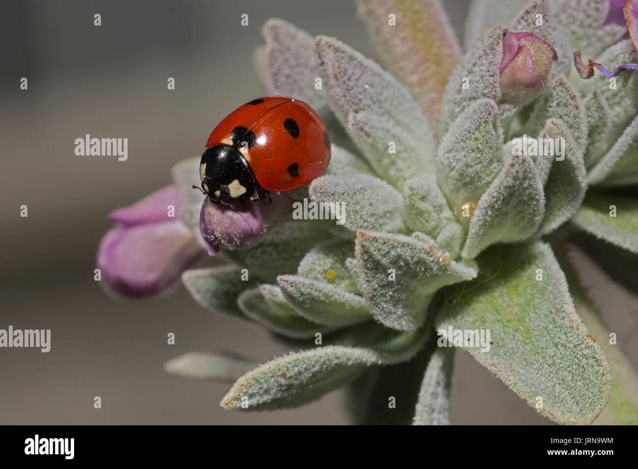 Ladybug icon hi-res stock photography and images - Alamy