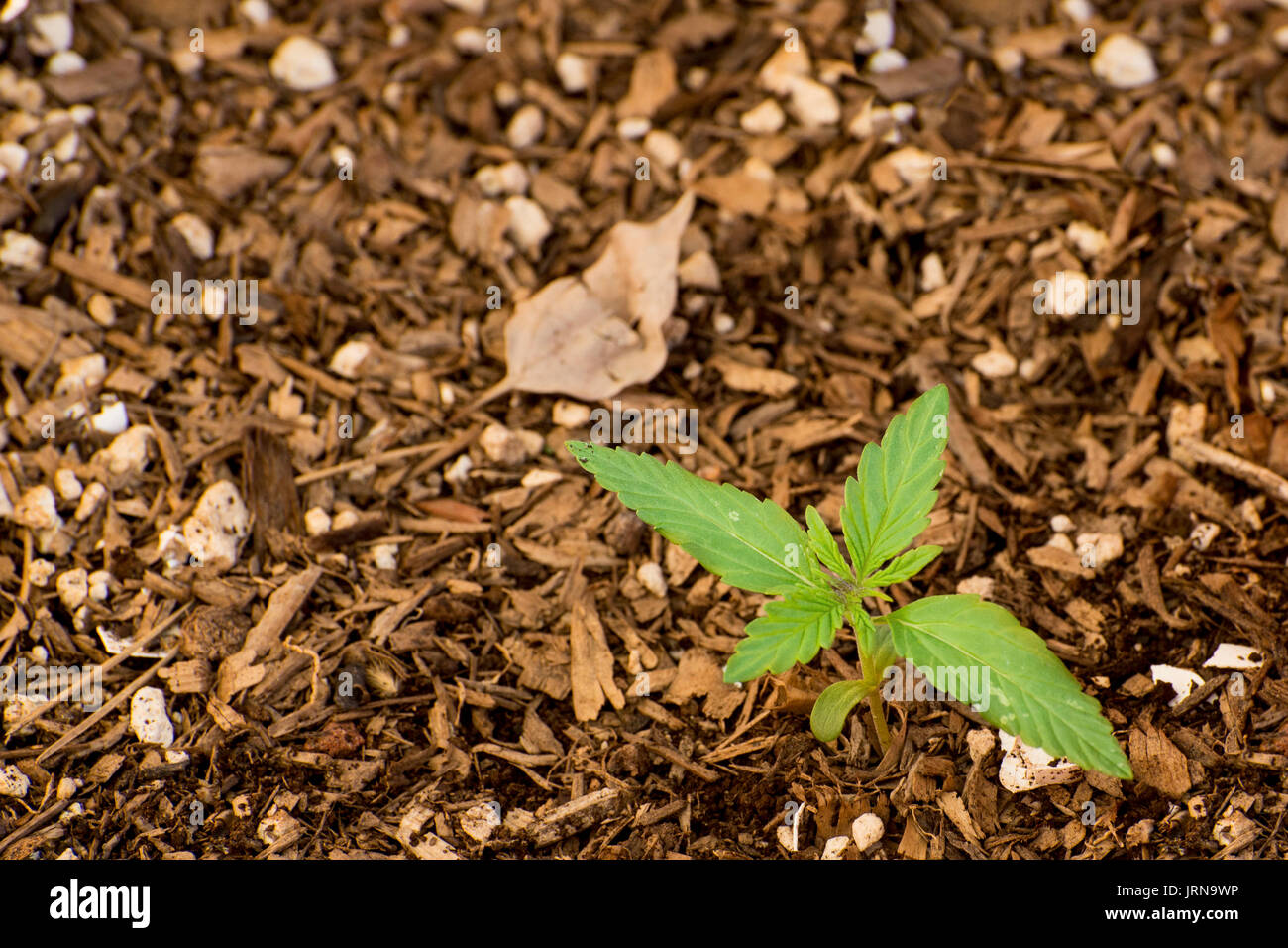 Weed homegrown hi-res stock photography and images - Alamy