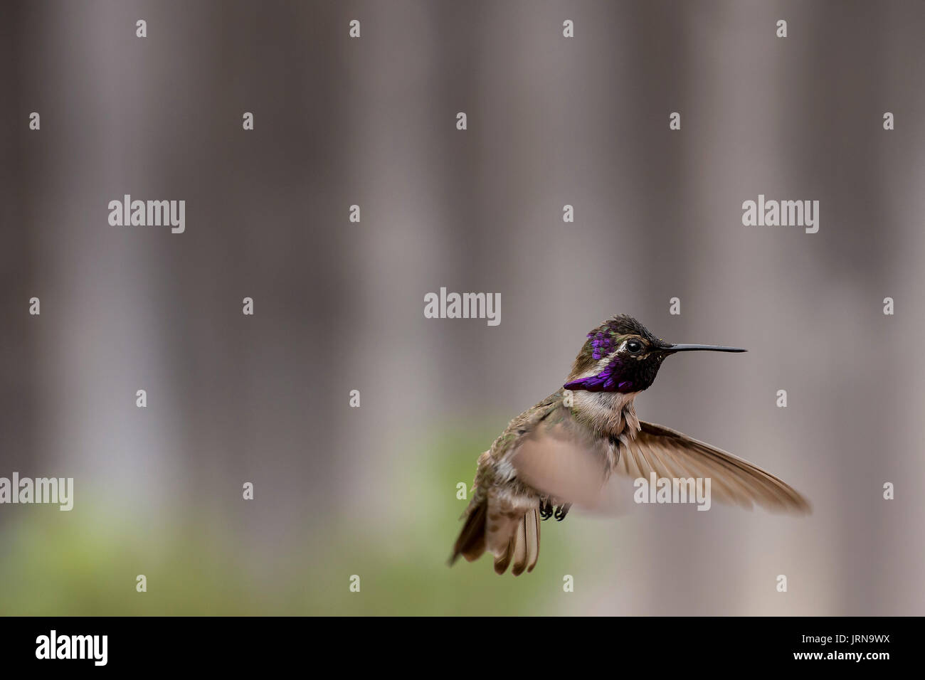 Hummingbird in flight Stock Photo - Alamy