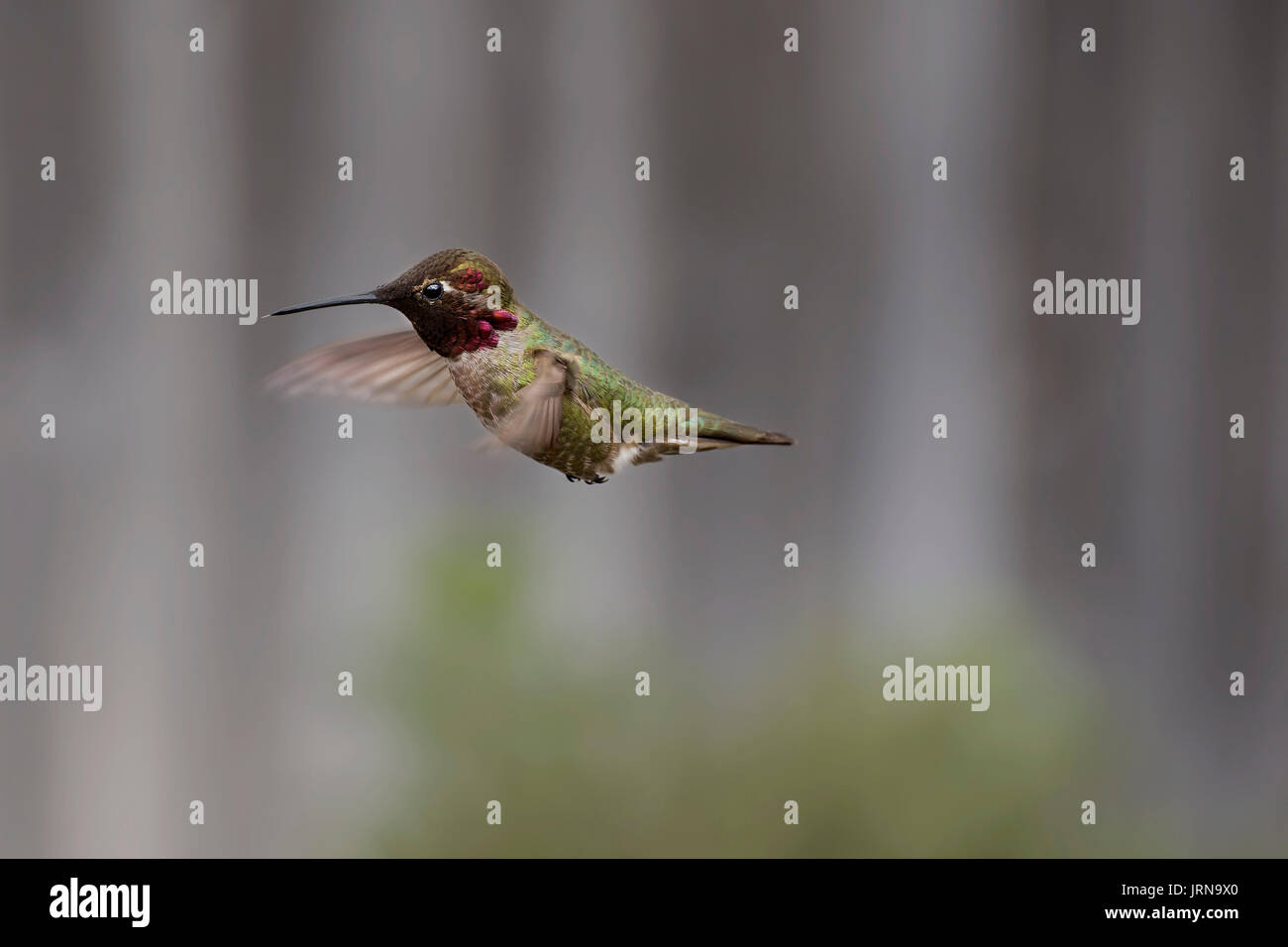Hummingbird in flight Stock Photo - Alamy