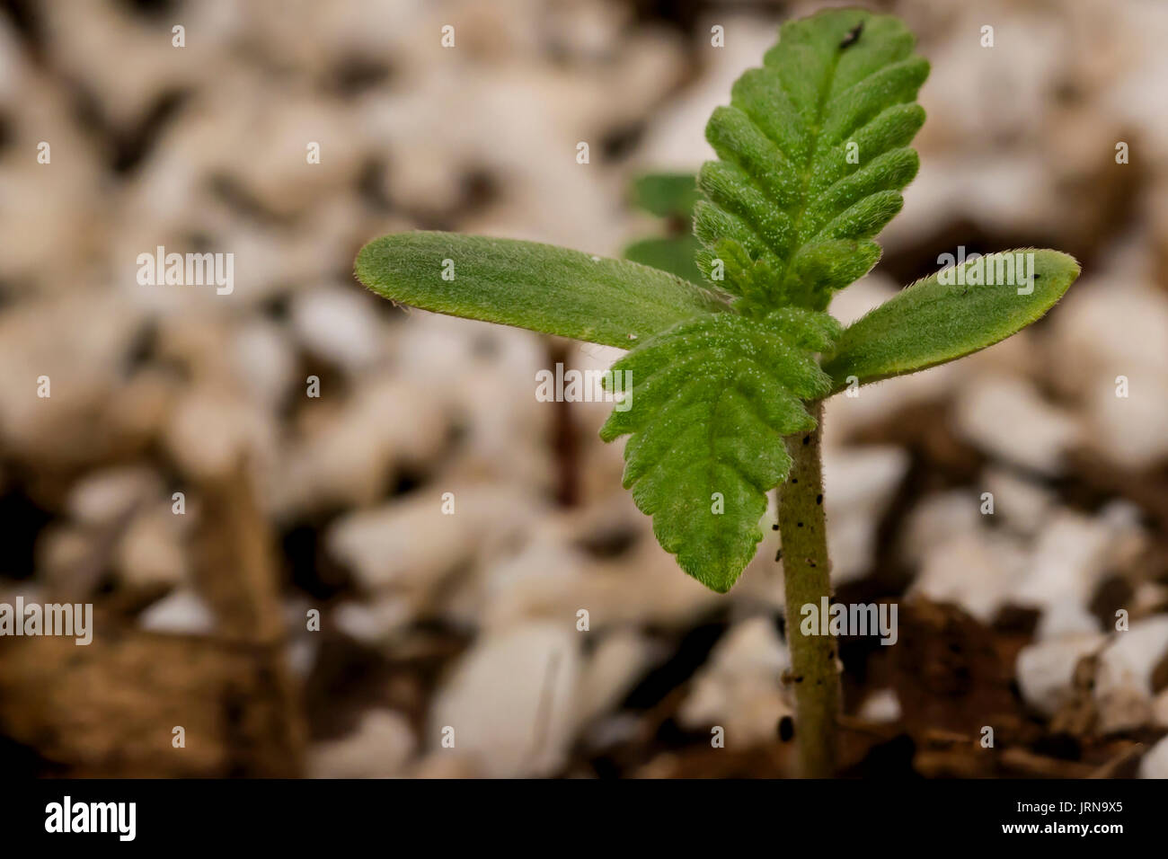 Weed homegrown hi-res stock photography and images - Alamy