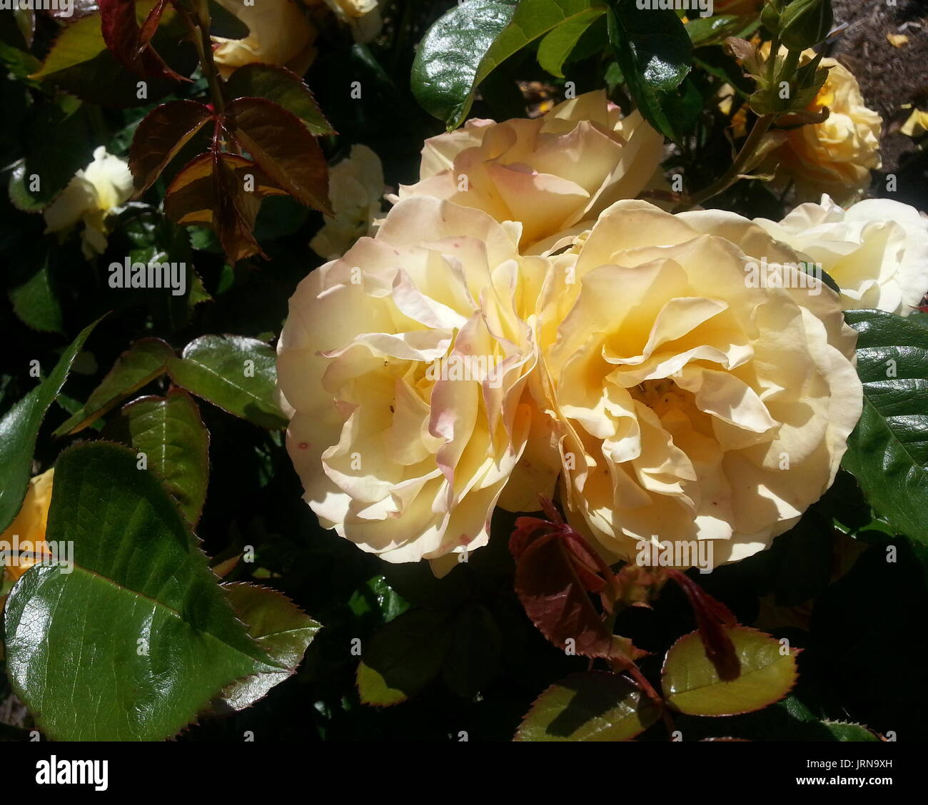 Hot Princess Rose Stock Photo - Alamy