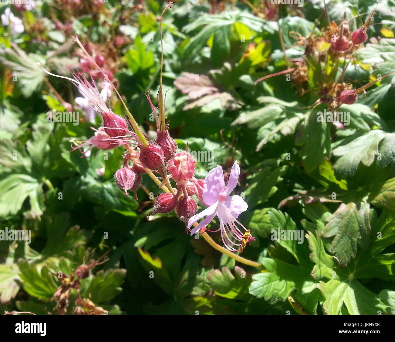 Pink blooming bush hi-res stock photography and images - Alamy