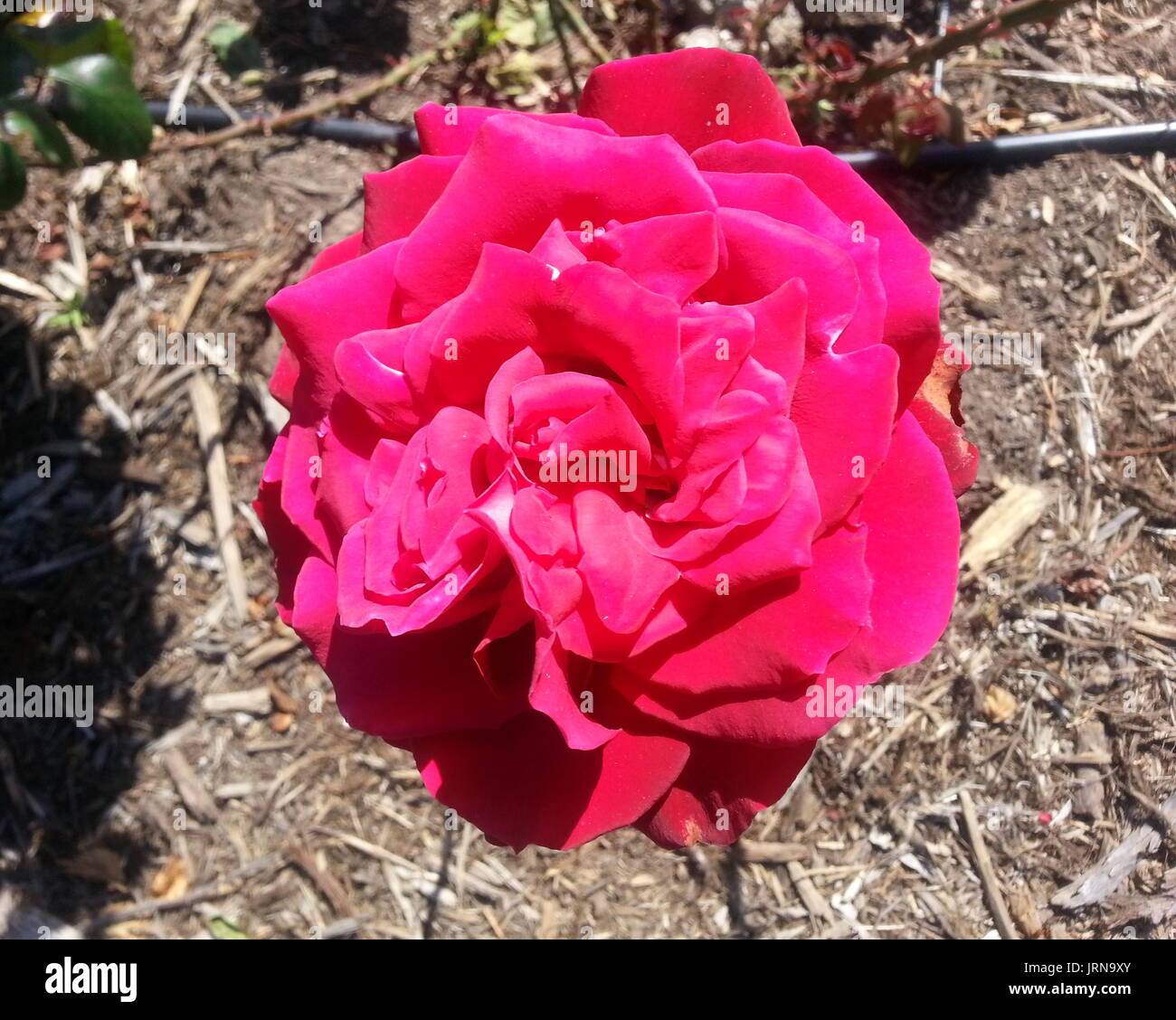 Precious Platinum Rose Stock Photo - Alamy