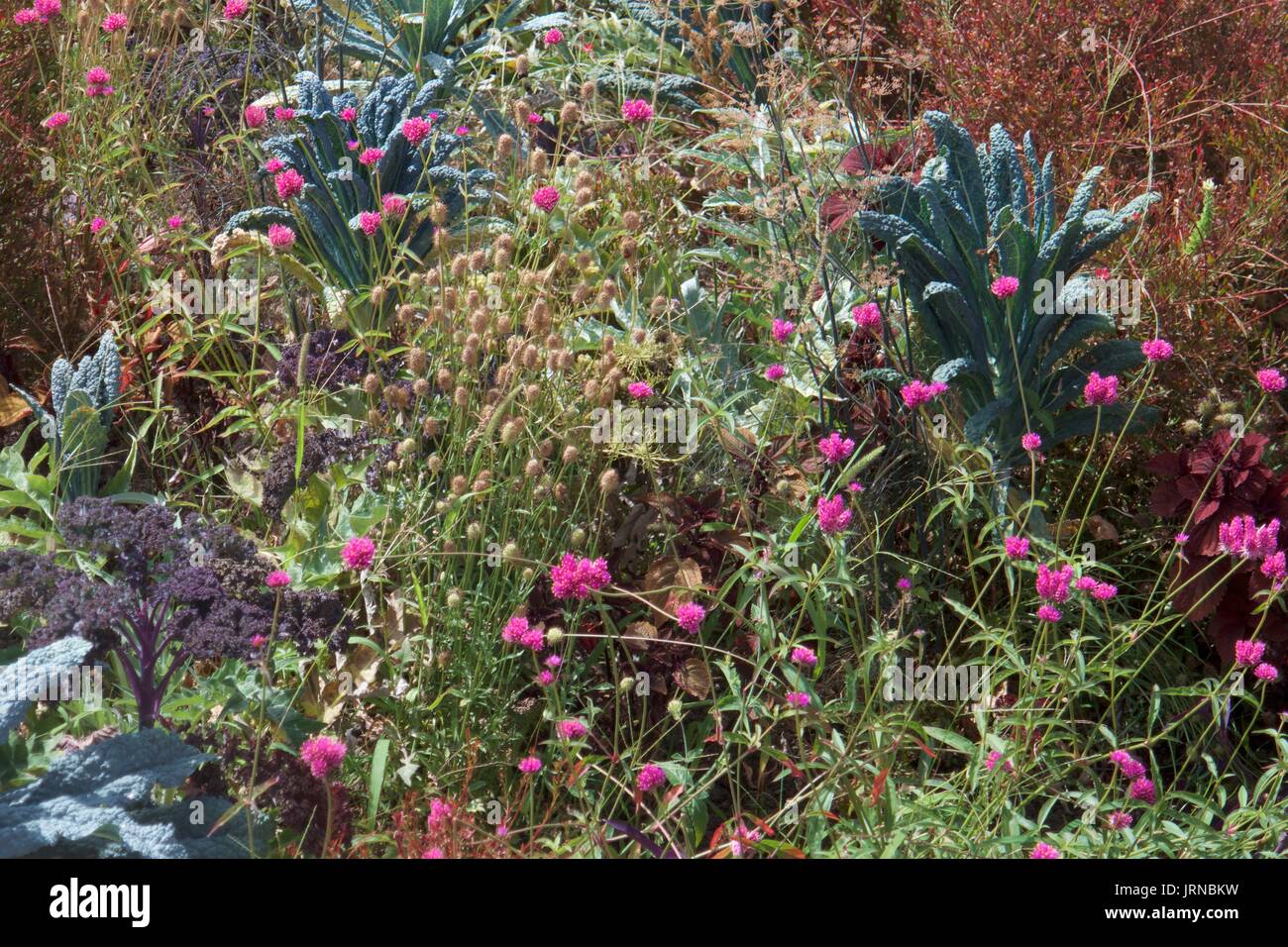 South france plant plants hi-res stock photography and images - Alamy