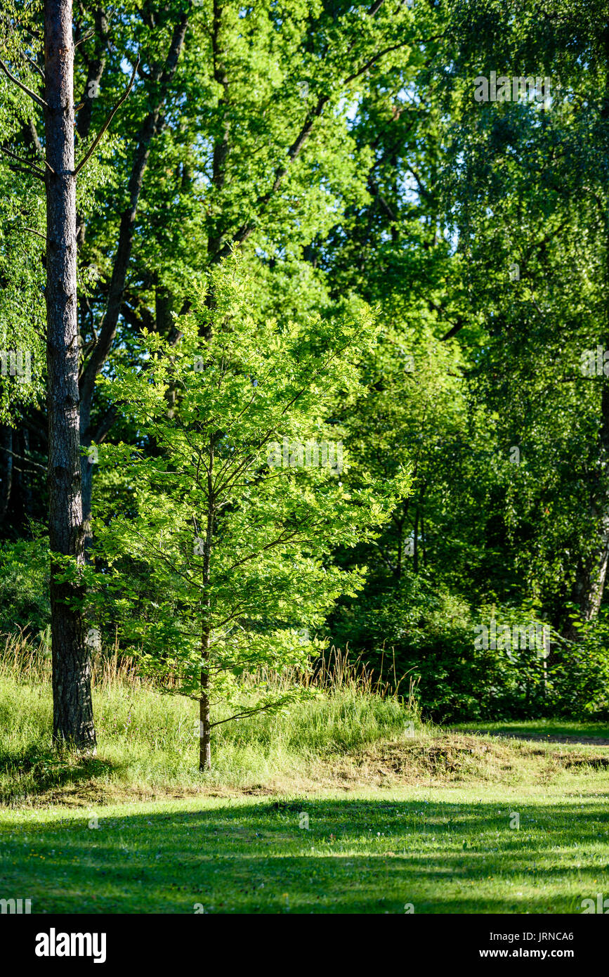 abstract summer forest with sun and green tree lush. textures Stock ...