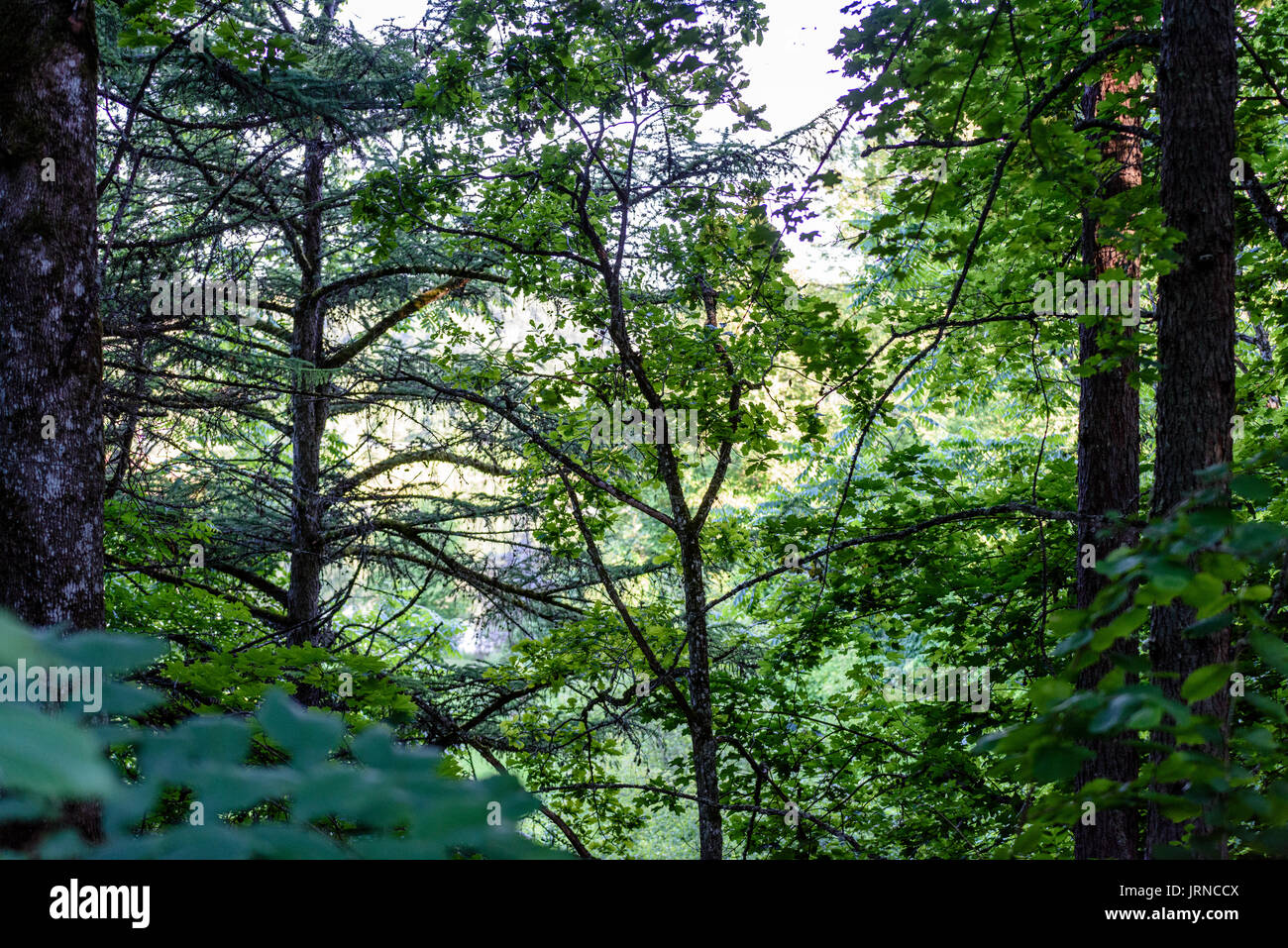 abstract summer forest with sun and green tree lush. textures Stock ...