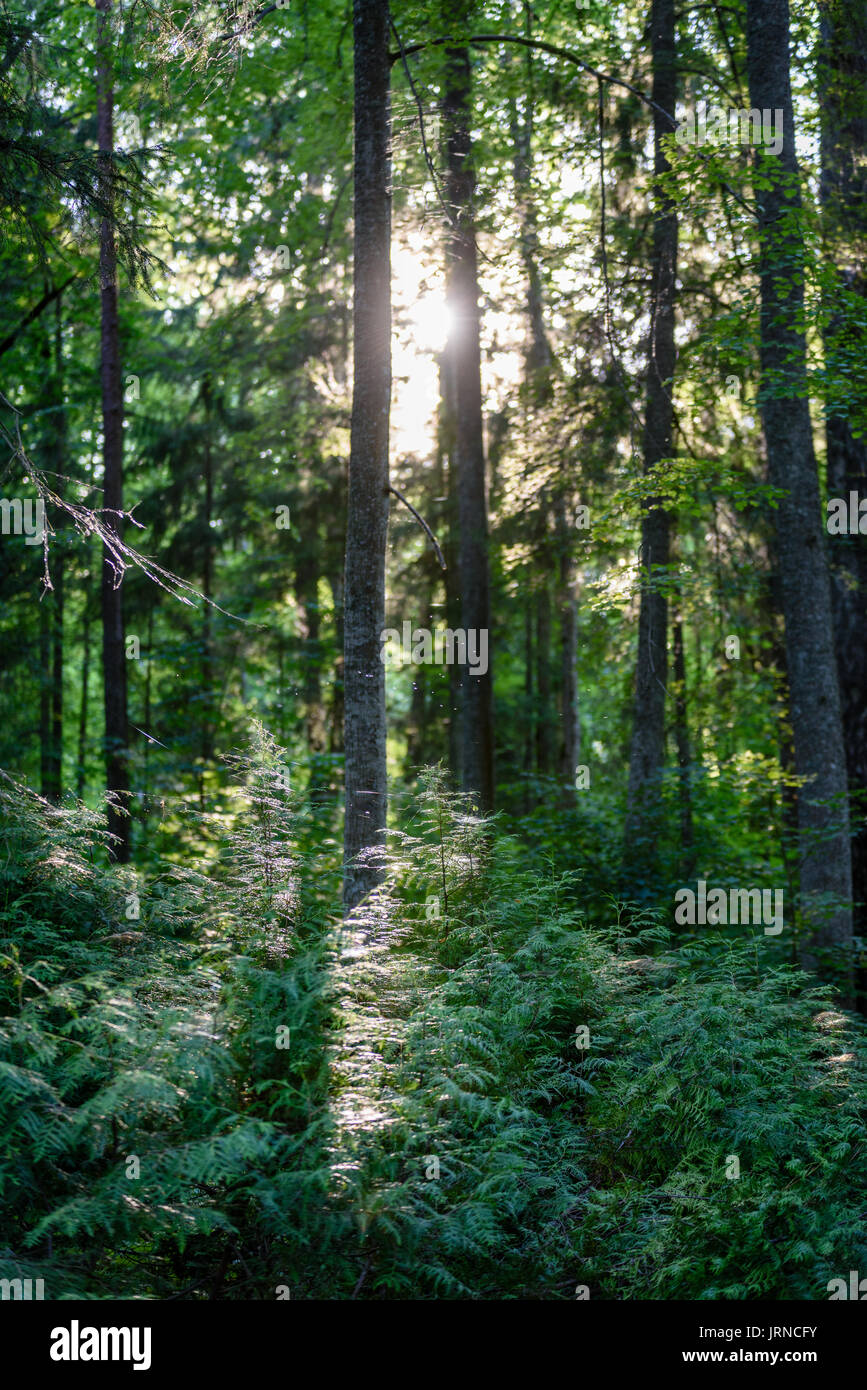 abstract summer forest with sun and green tree lush. textures Stock ...
