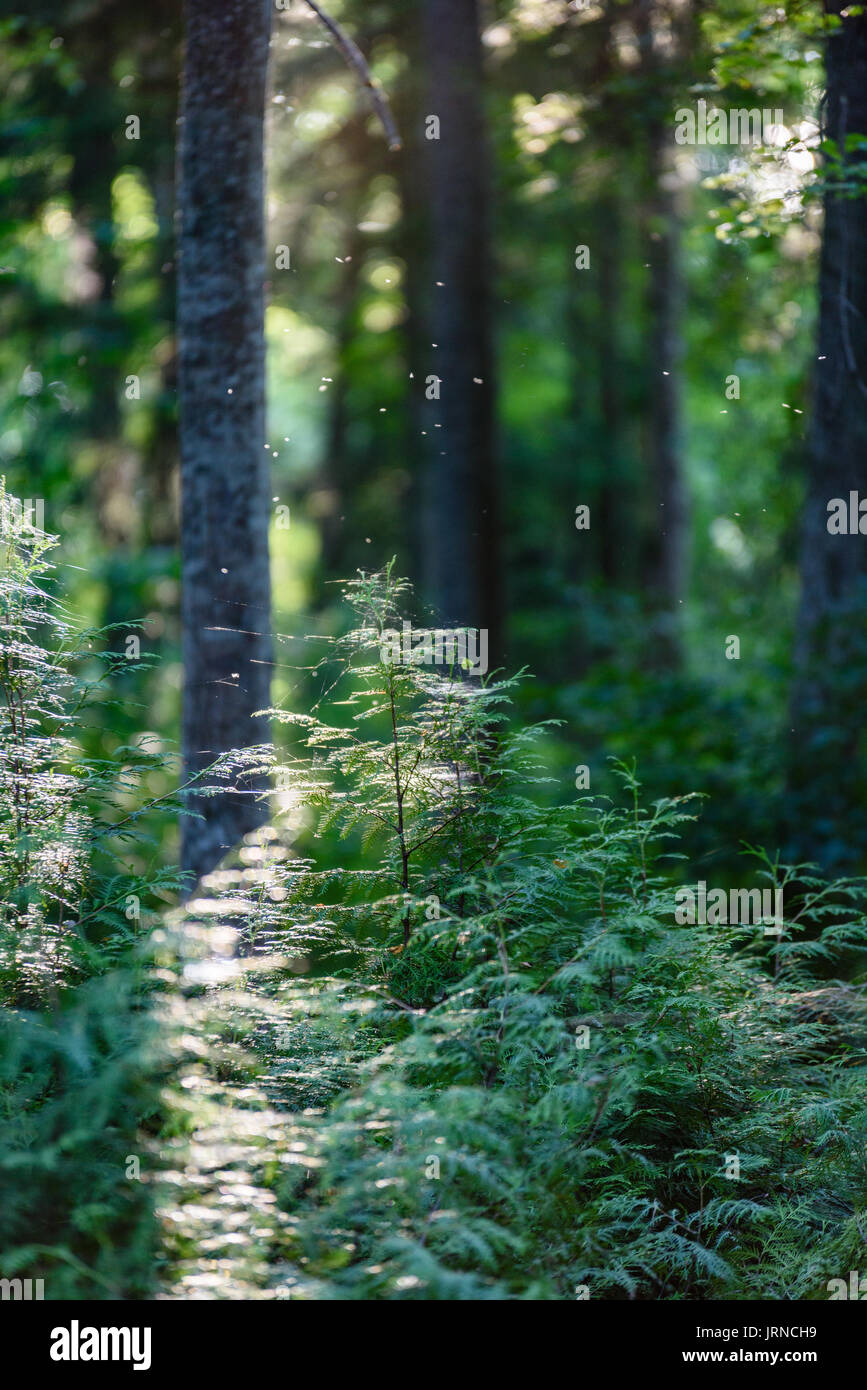 abstract summer forest with sun and green tree lush. textures Stock ...