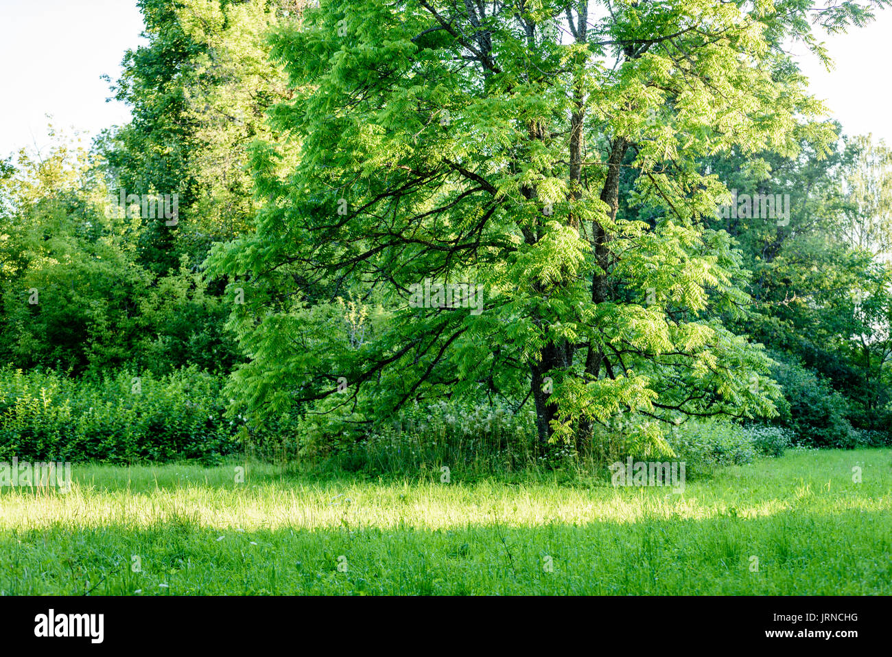 abstract summer forest with sun and green tree lush. textures Stock ...