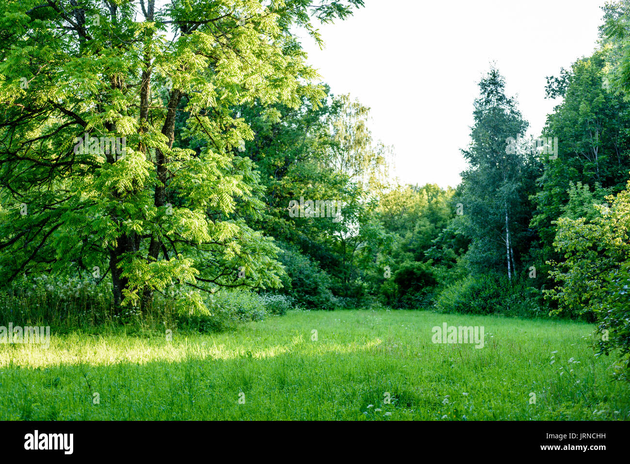 abstract summer forest with sun and green tree lush. textures Stock ...