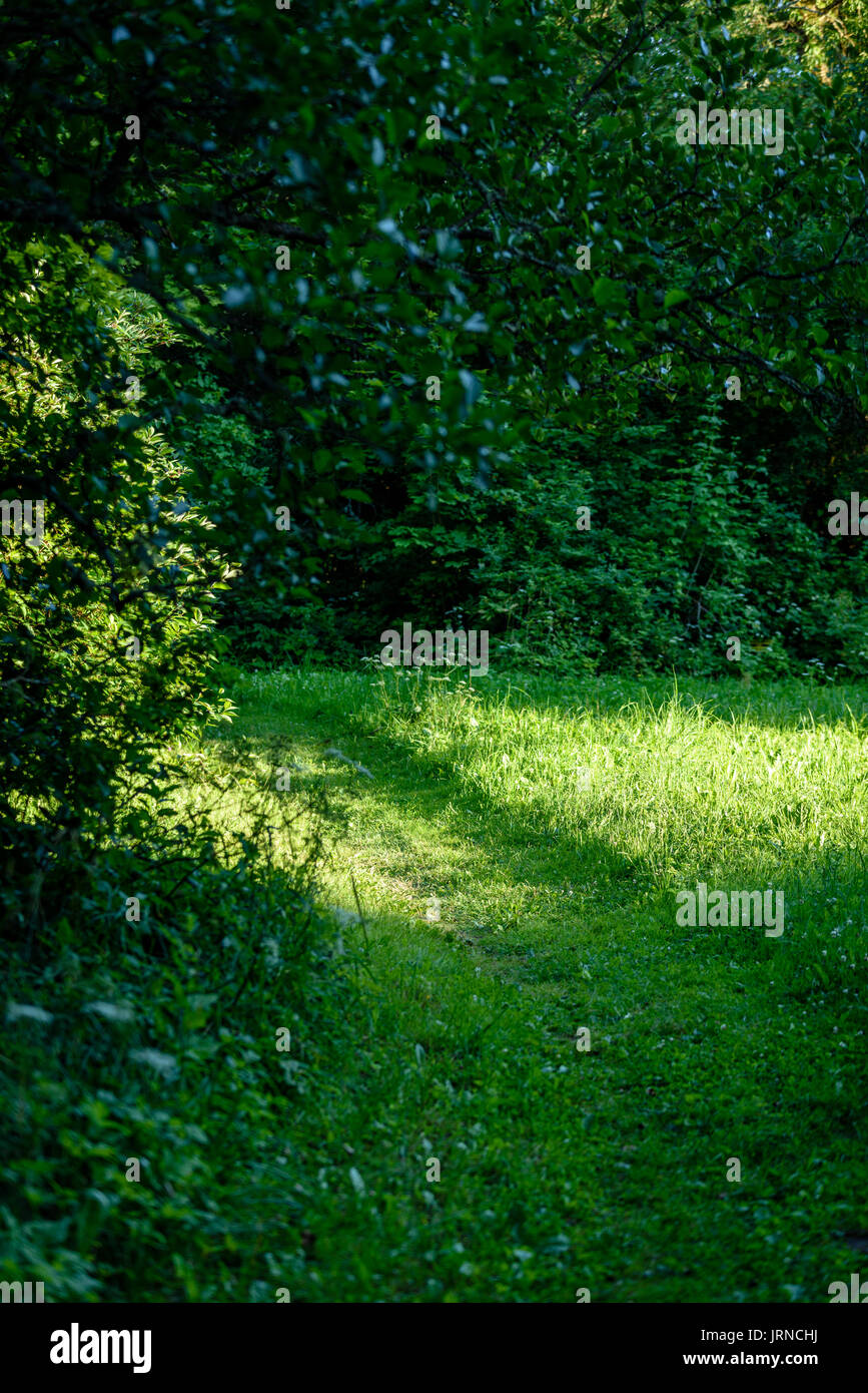 abstract summer forest with sun and green tree lush. textures Stock ...
