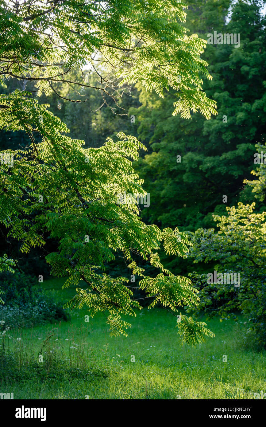 abstract summer forest with sun and green tree lush. textures Stock ...