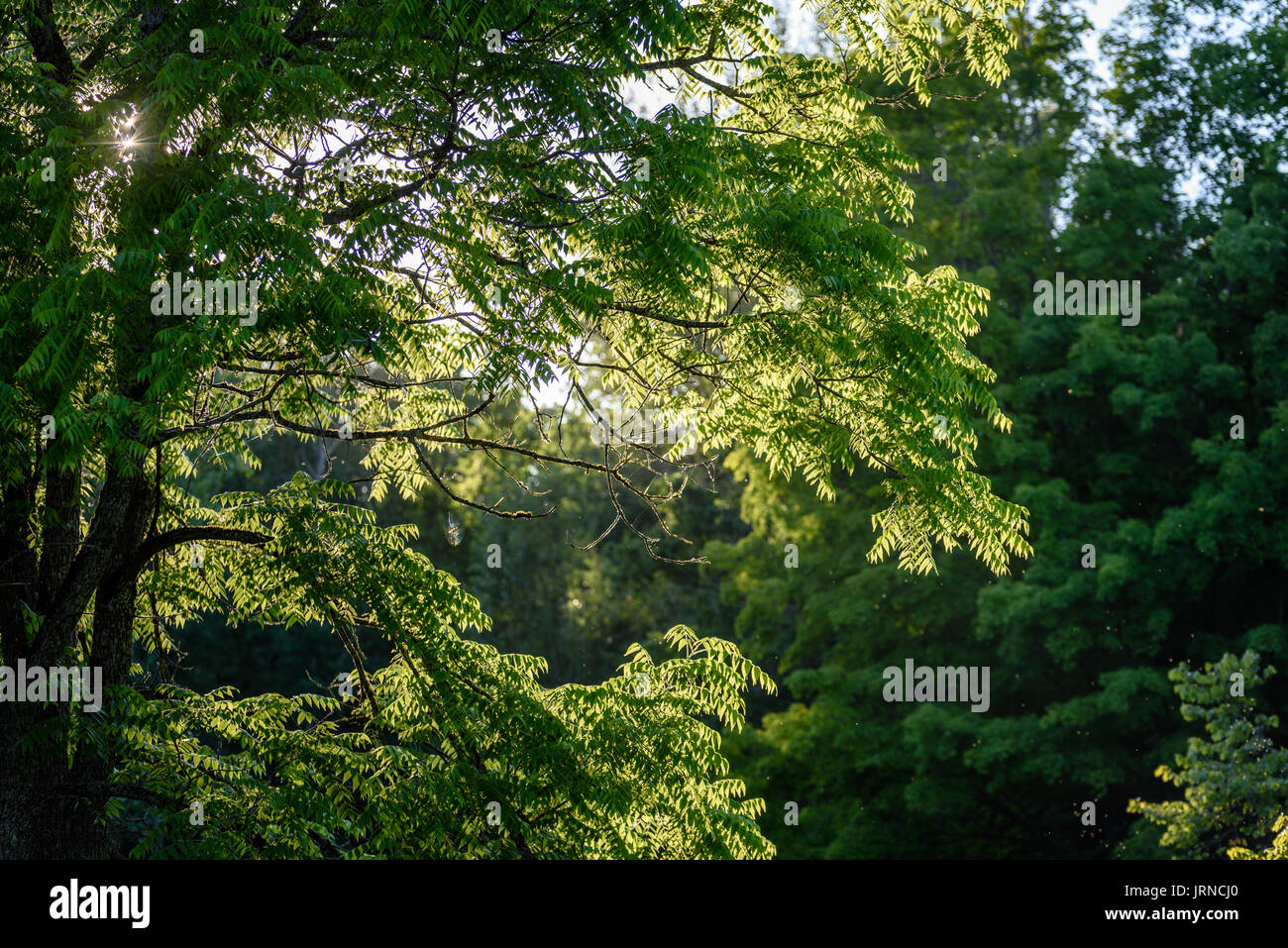 abstract summer forest with sun and green tree lush. textures Stock ...