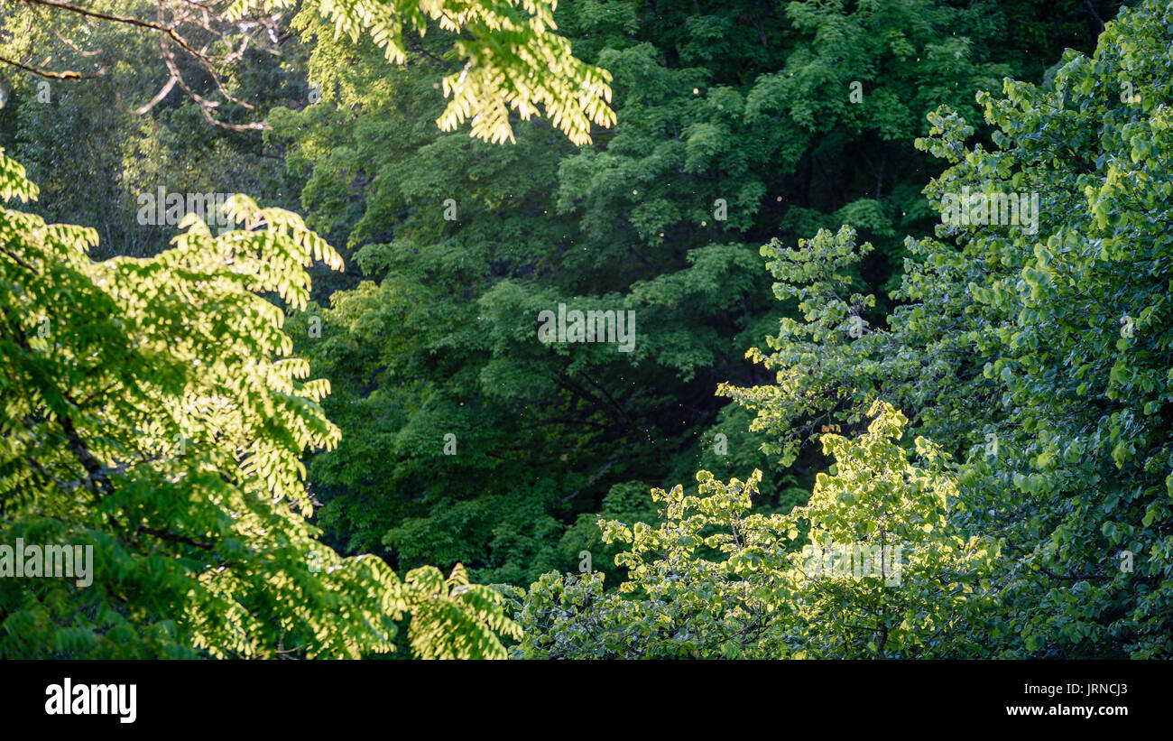 abstract summer forest with sun and green tree lush. textures Stock ...