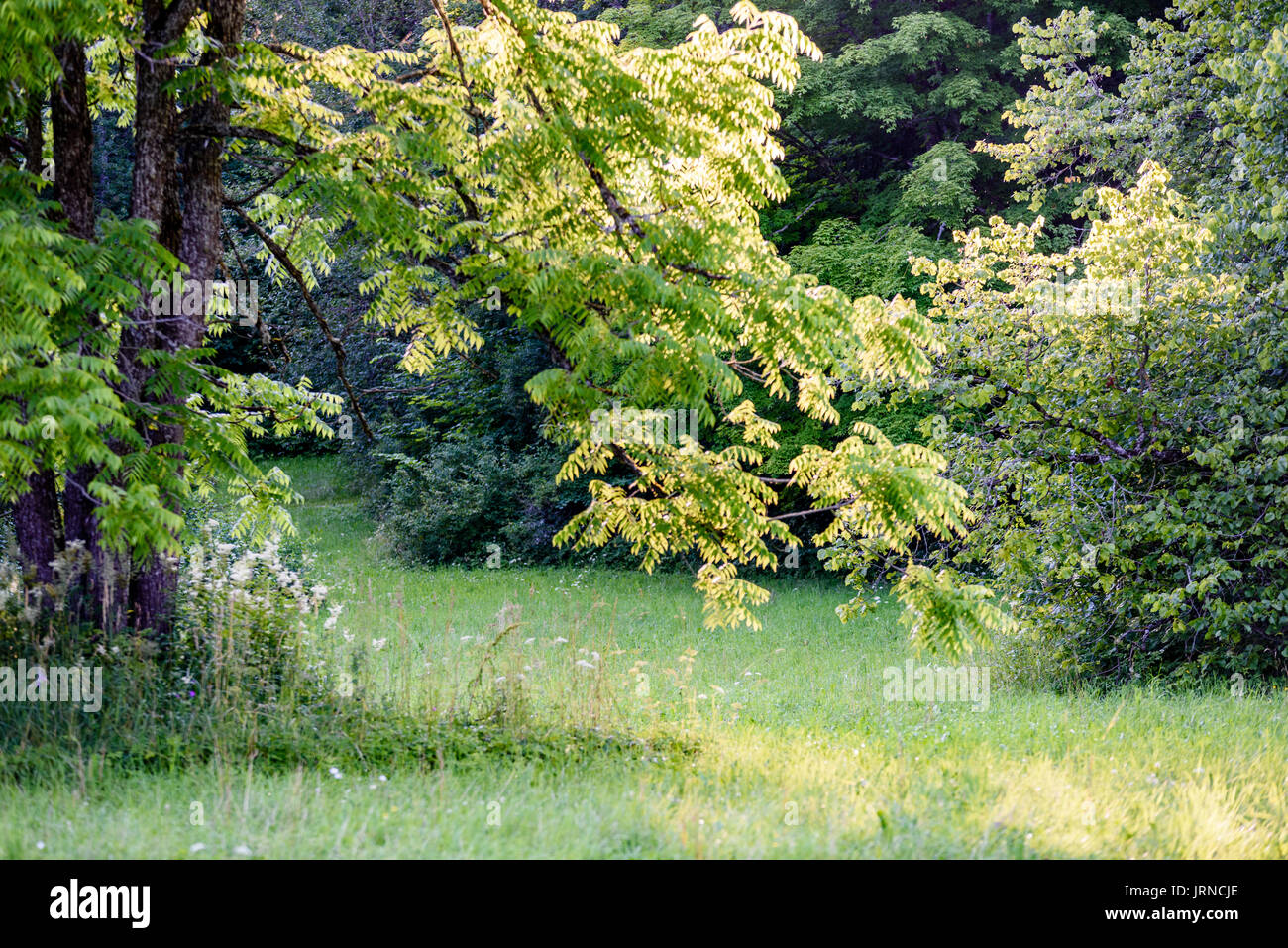 abstract summer forest with sun and green tree lush. textures Stock ...