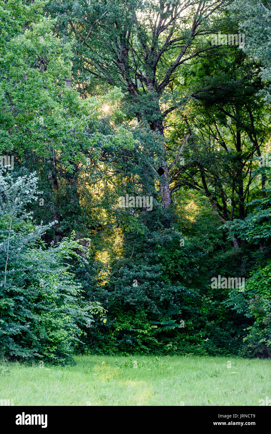 abstract summer forest with sun and green tree lush. textures Stock ...