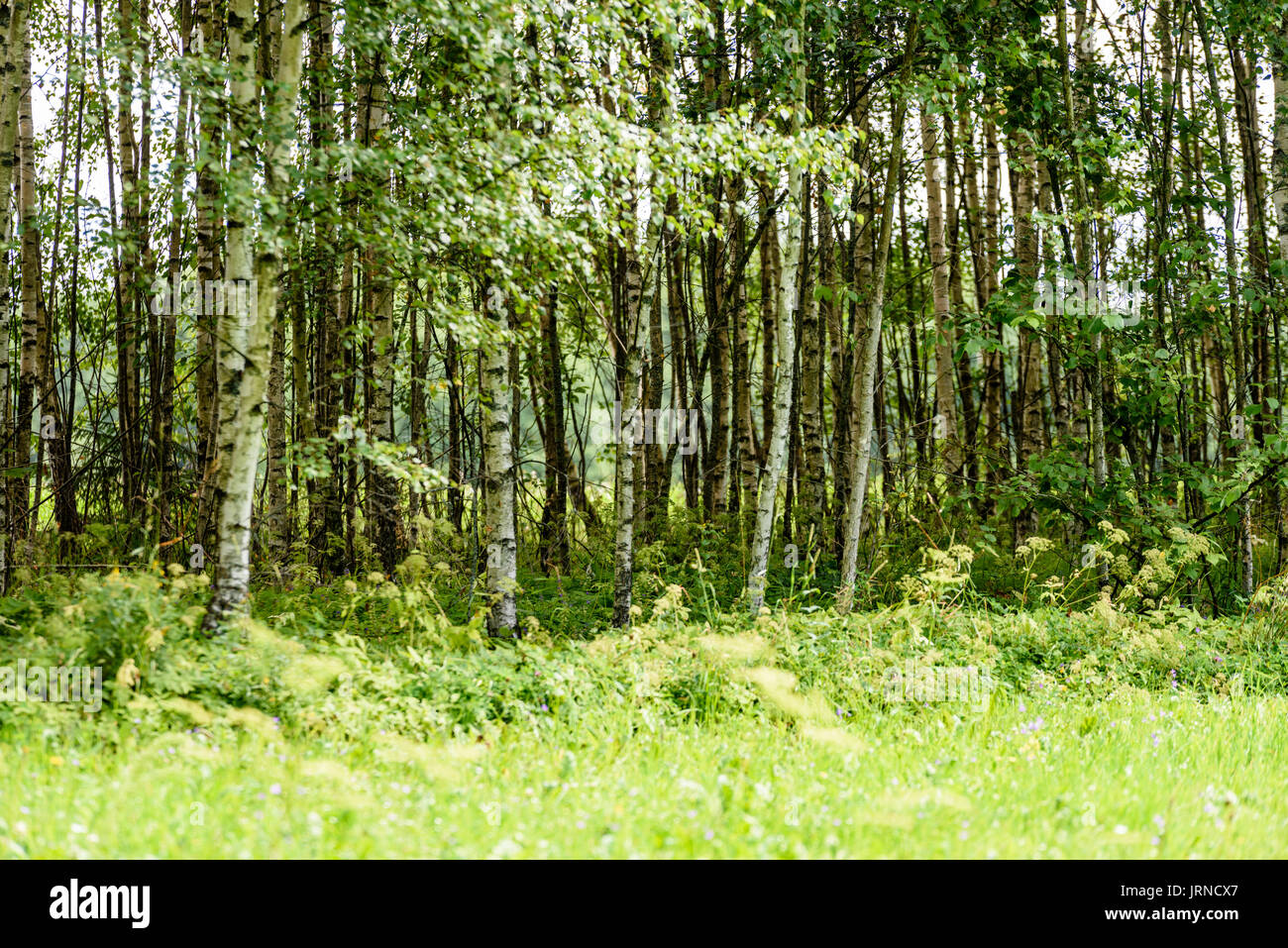 abstract summer forest with sun and green tree lush. textures Stock ...