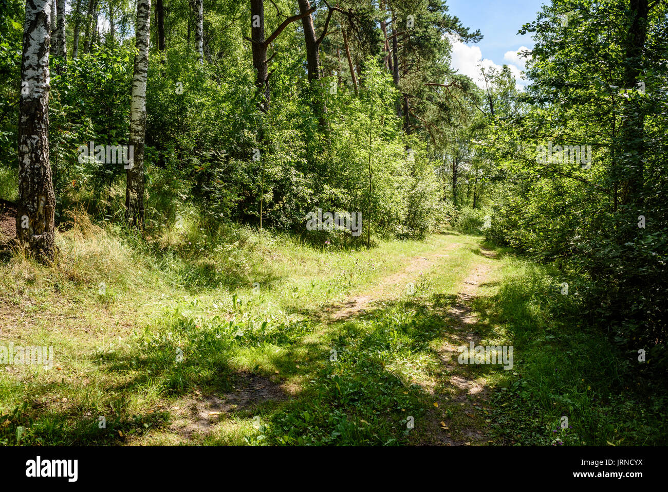 abstract summer forest with sun and green tree lush. textures Stock ...