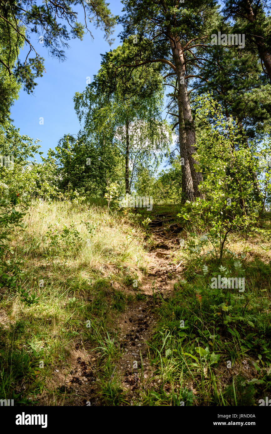 abstract summer forest with sun and green tree lush. textures Stock ...
