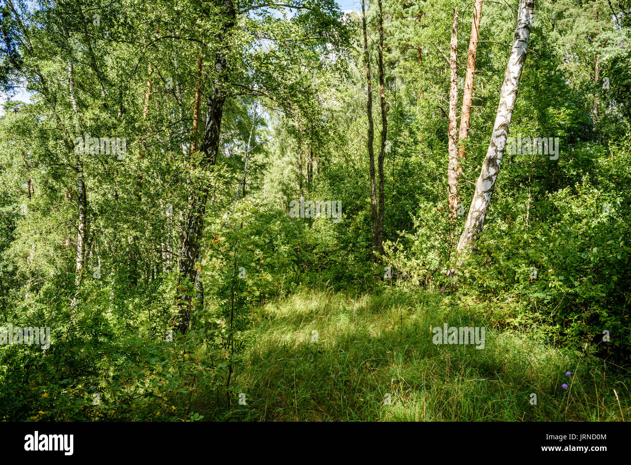 abstract summer forest with sun and green tree lush. textures Stock ...