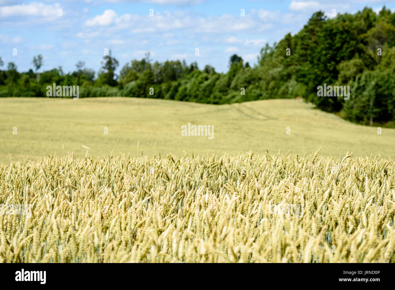 Summer Landscape with Wheat Field and Clouds in latvia Stock Photo - Alamy