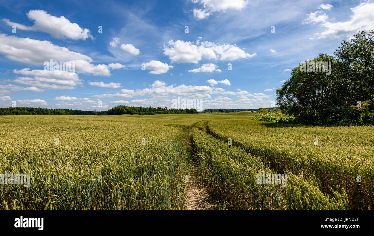 Summer Landscape with Wheat Field and Clouds in latvia Stock Photo - Alamy