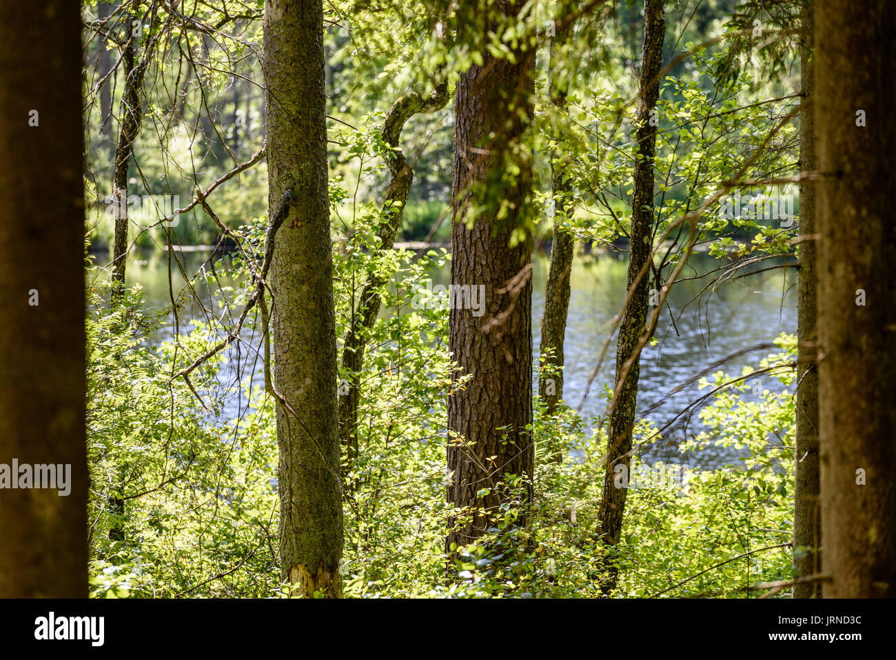 abstract summer forest with sun and green tree lush. textures Stock ...
