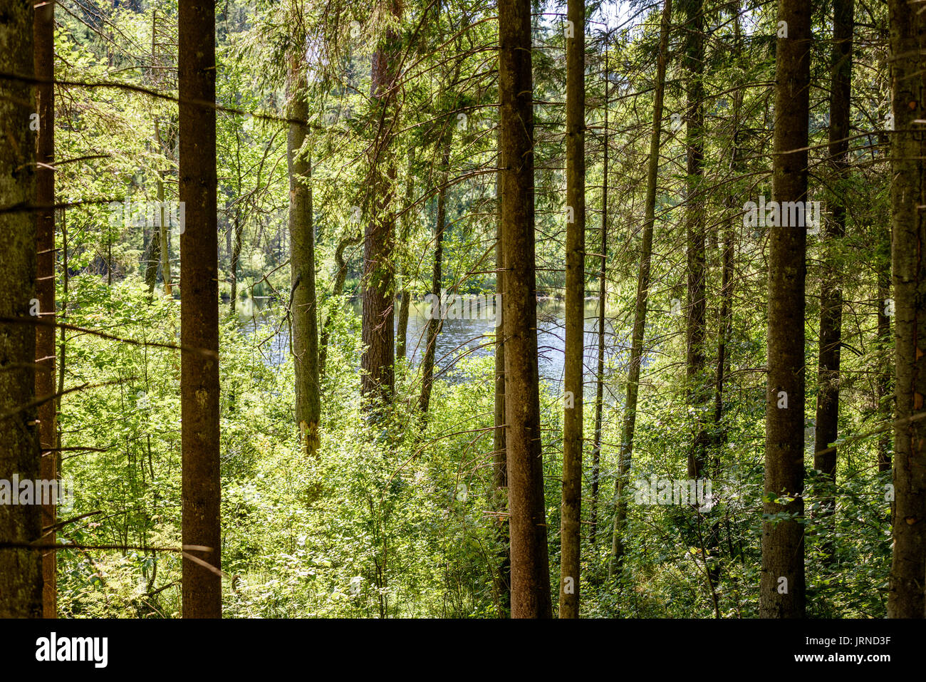 abstract summer forest with sun and green tree lush. textures Stock ...