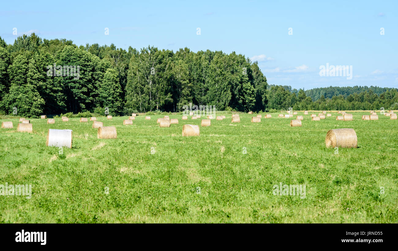 summer field in bright day in countryside with rolls of hay Stock Photo ...
