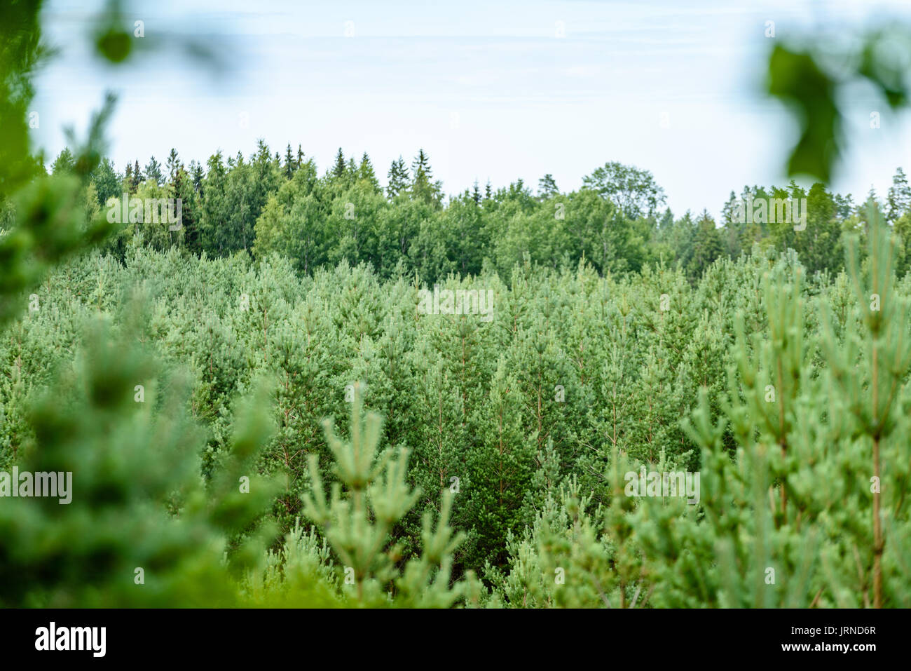 abstract summer forest with sun and green tree lush. textures Stock ...