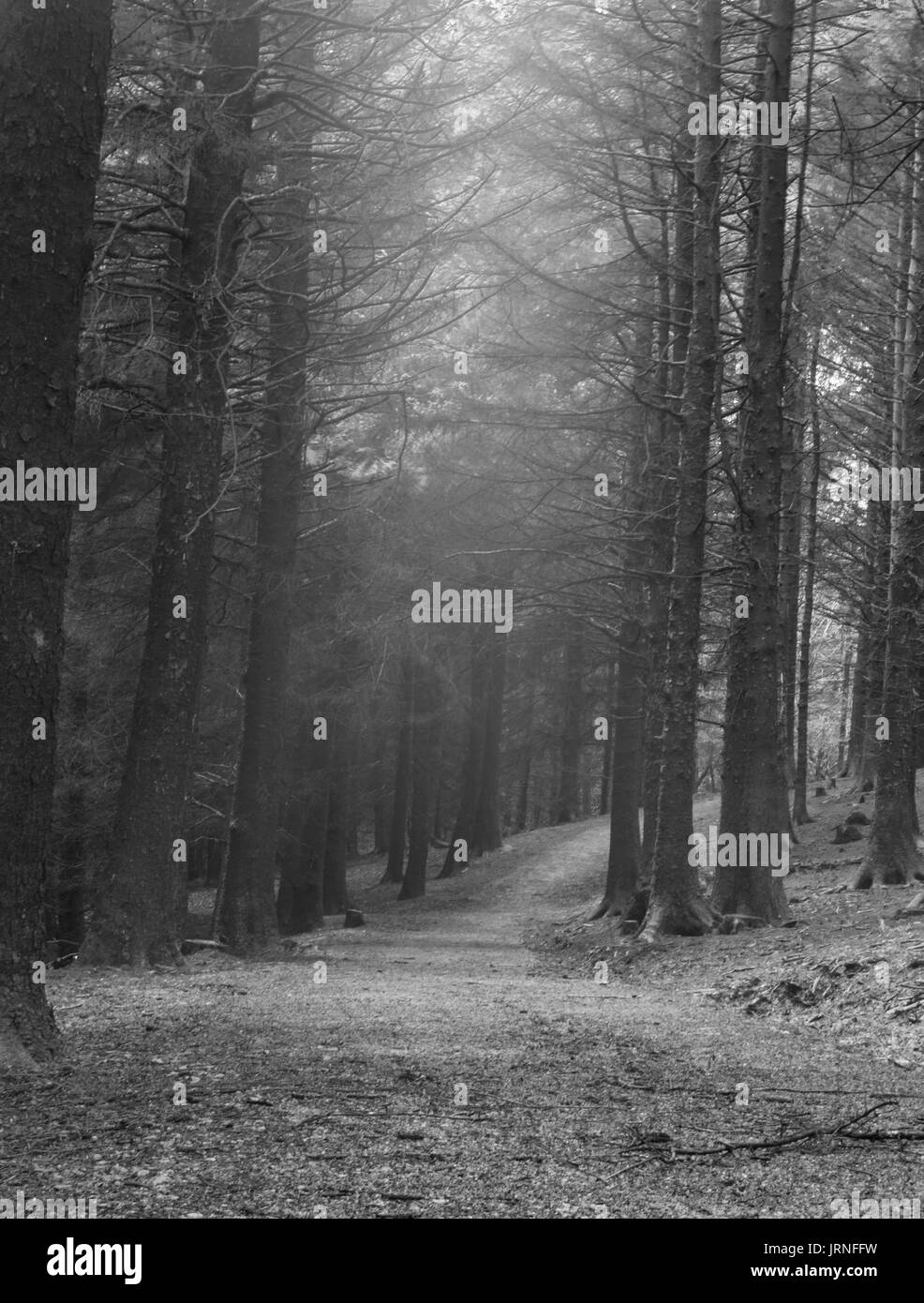 Fog trees path hi-res stock photography and images - Alamy