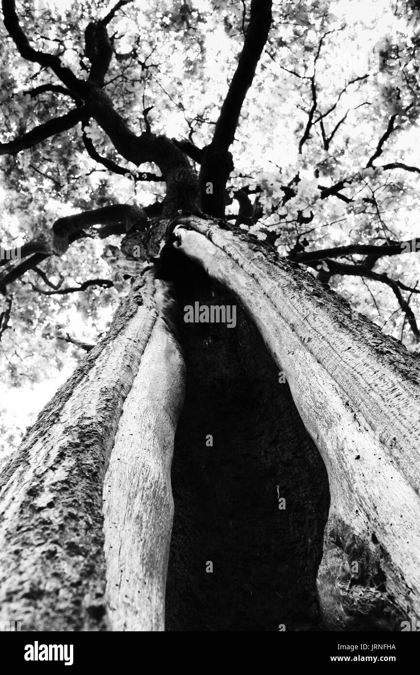 Burnt out forest hi-res stock photography and images - Alamy