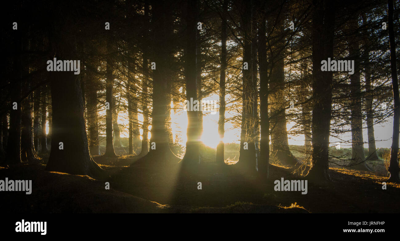 Sun shining through the trees hi-res stock photography and images - Alamy