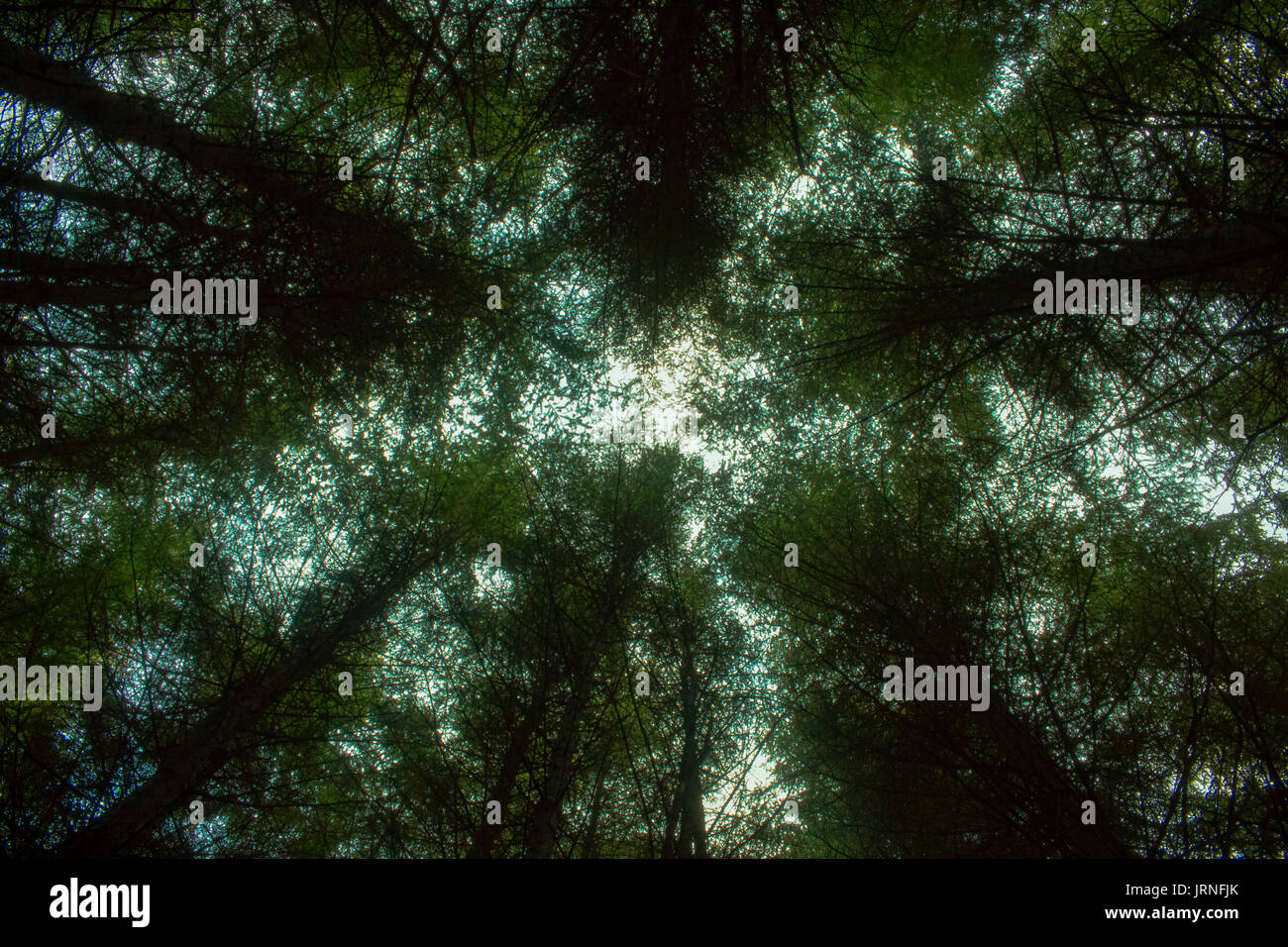 Blue sky and tree tops hi-res stock photography and images - Alamy
