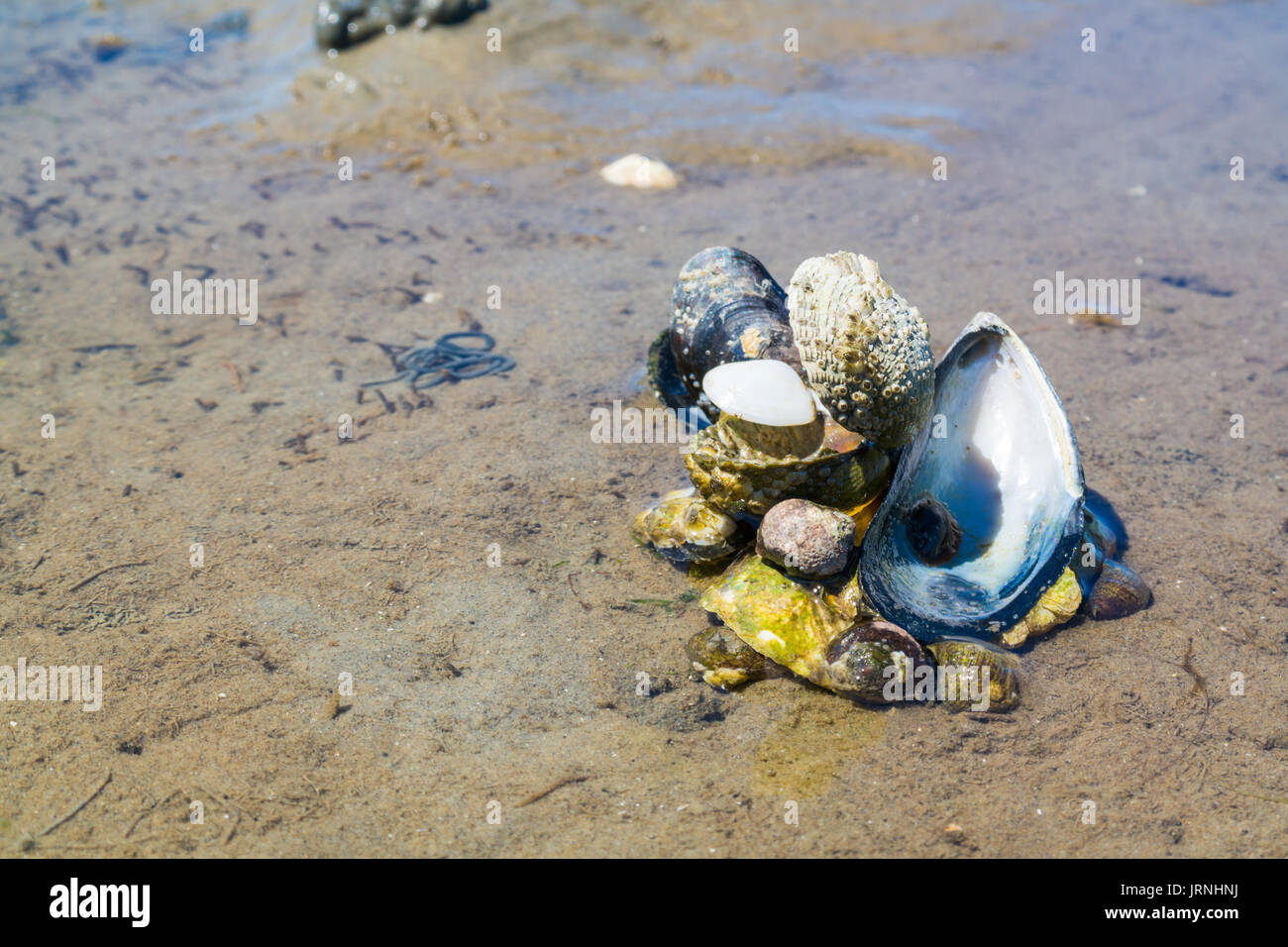 Pile of different shells and clams in shallow water of mud flat at low ...