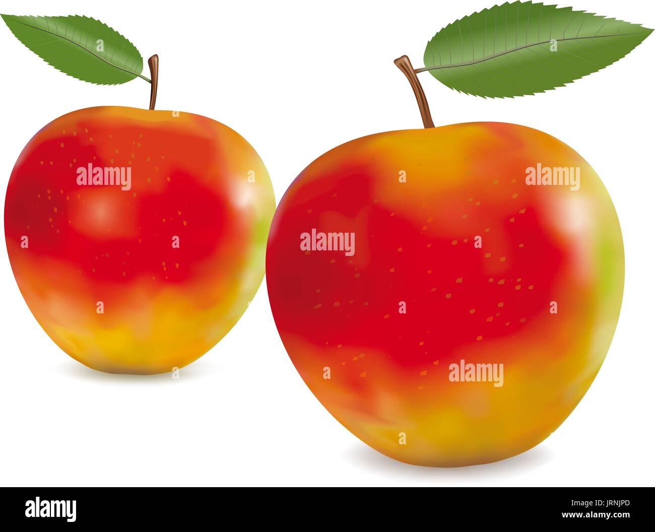 Green leaves red fruits Stock Vector Images - Alamy