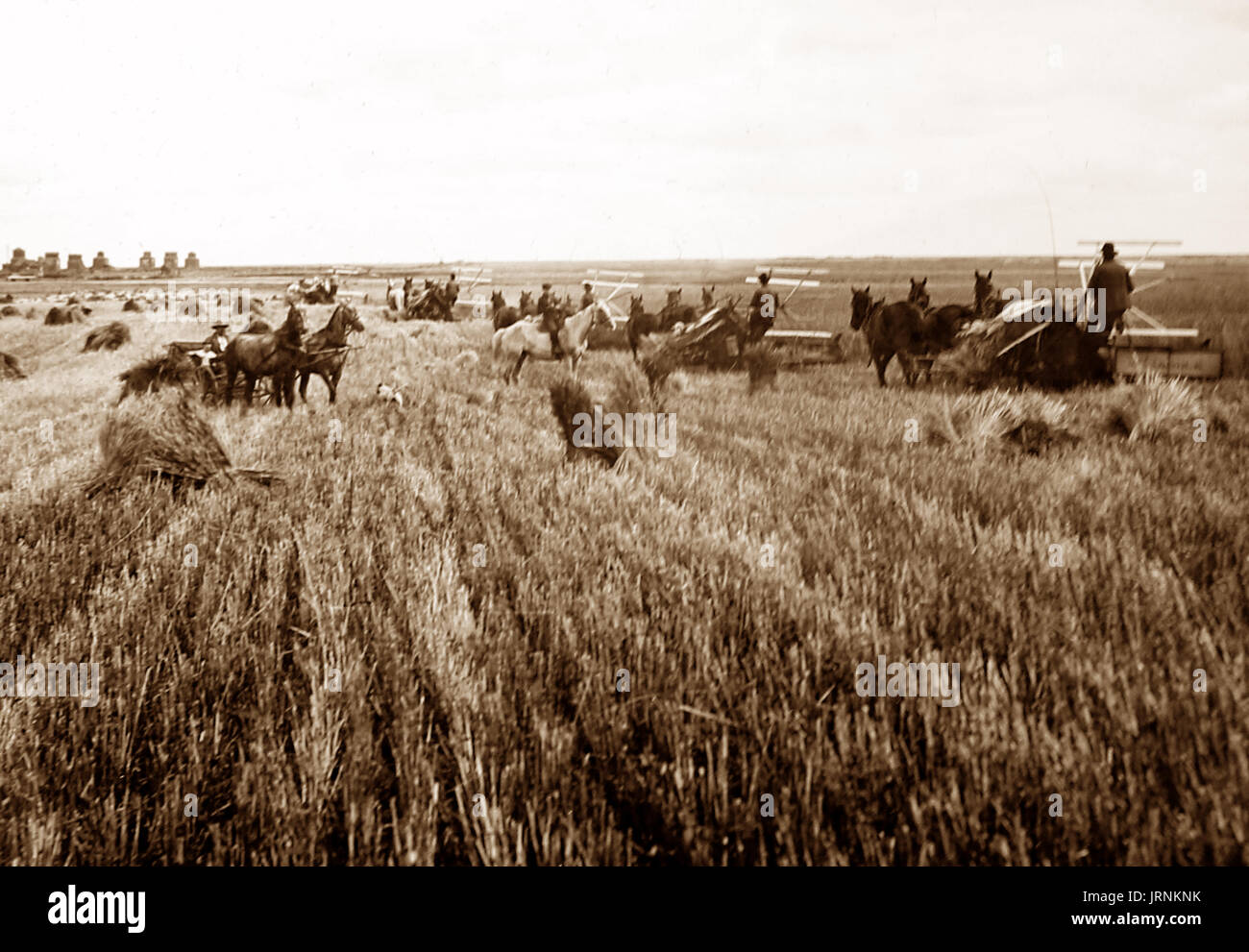 Harvesting on the Canadian Prairies, early 1900s Stock Photo - Alamy