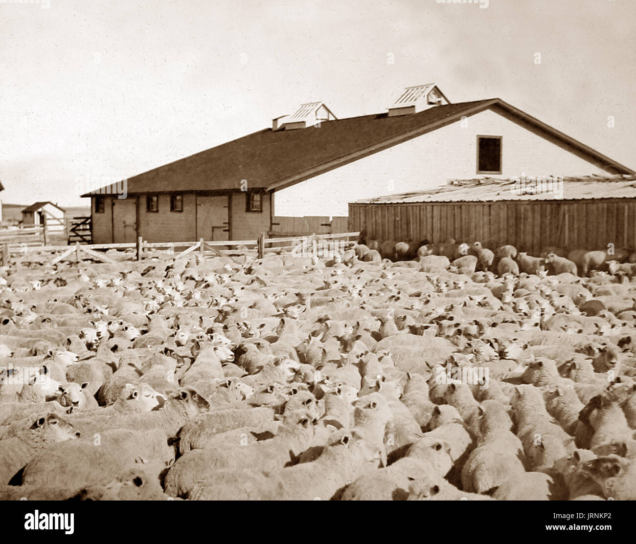 Sheep ranch, Gull Lake, Alberta, Canada, early 1900s Stock Photo - Alamy