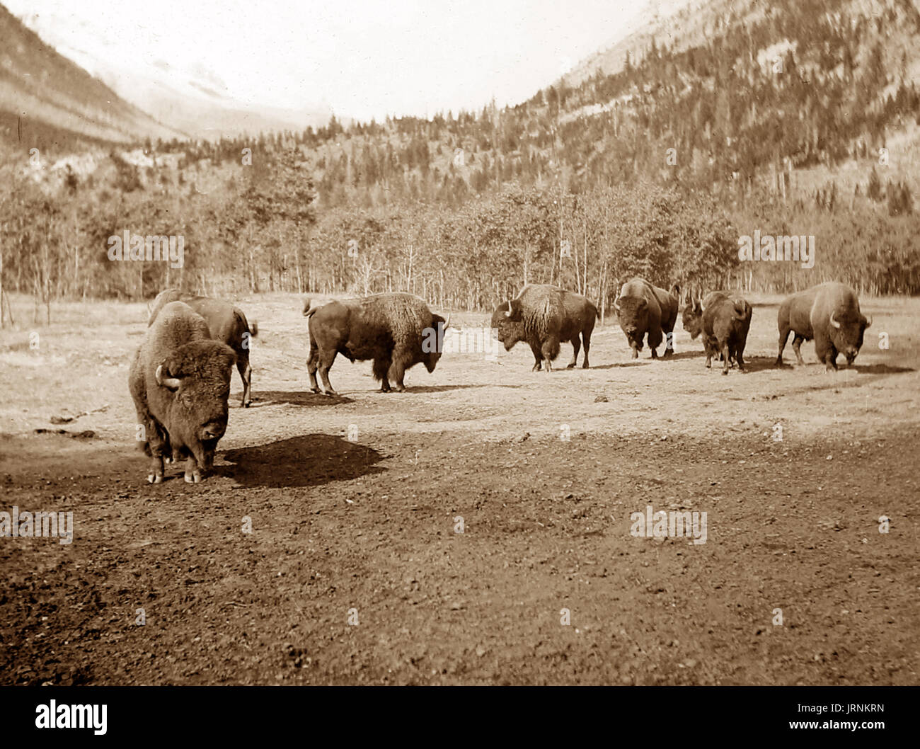 Buffalo near Banff, Canada, early 1900s Stock Photo - Alamy