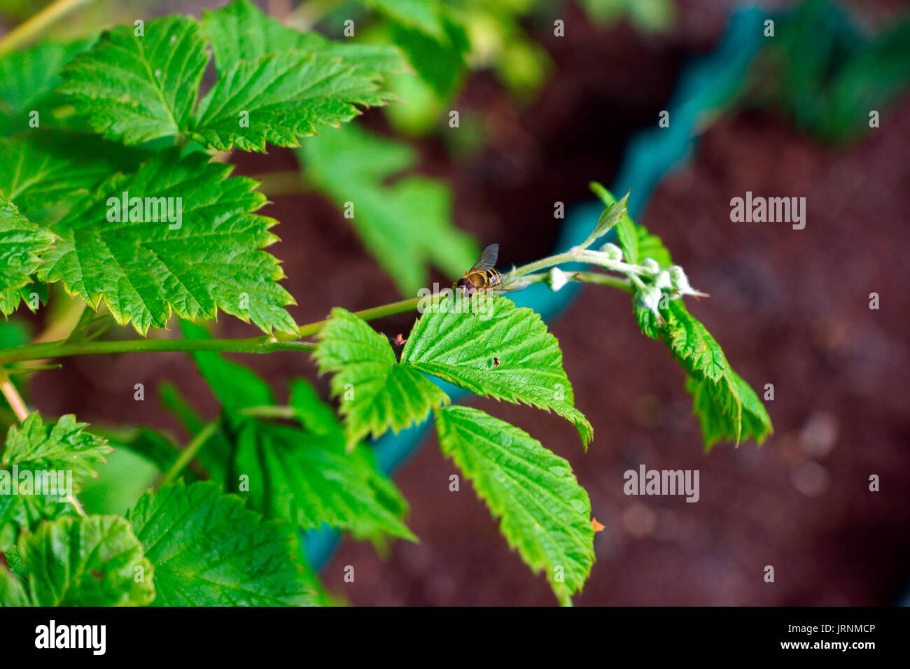 Fruit flies on decaying fruit hi-res stock photography and images - Alamy